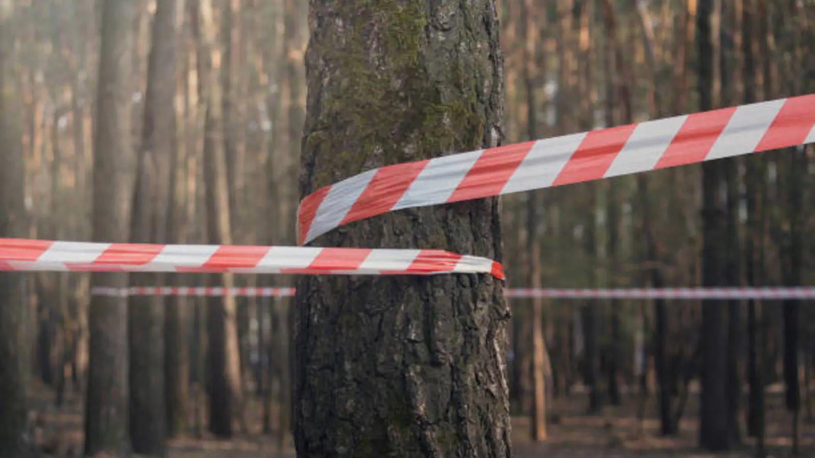 Подія в лісі: військовий, який залишив частину, був знайдений мертвим ...