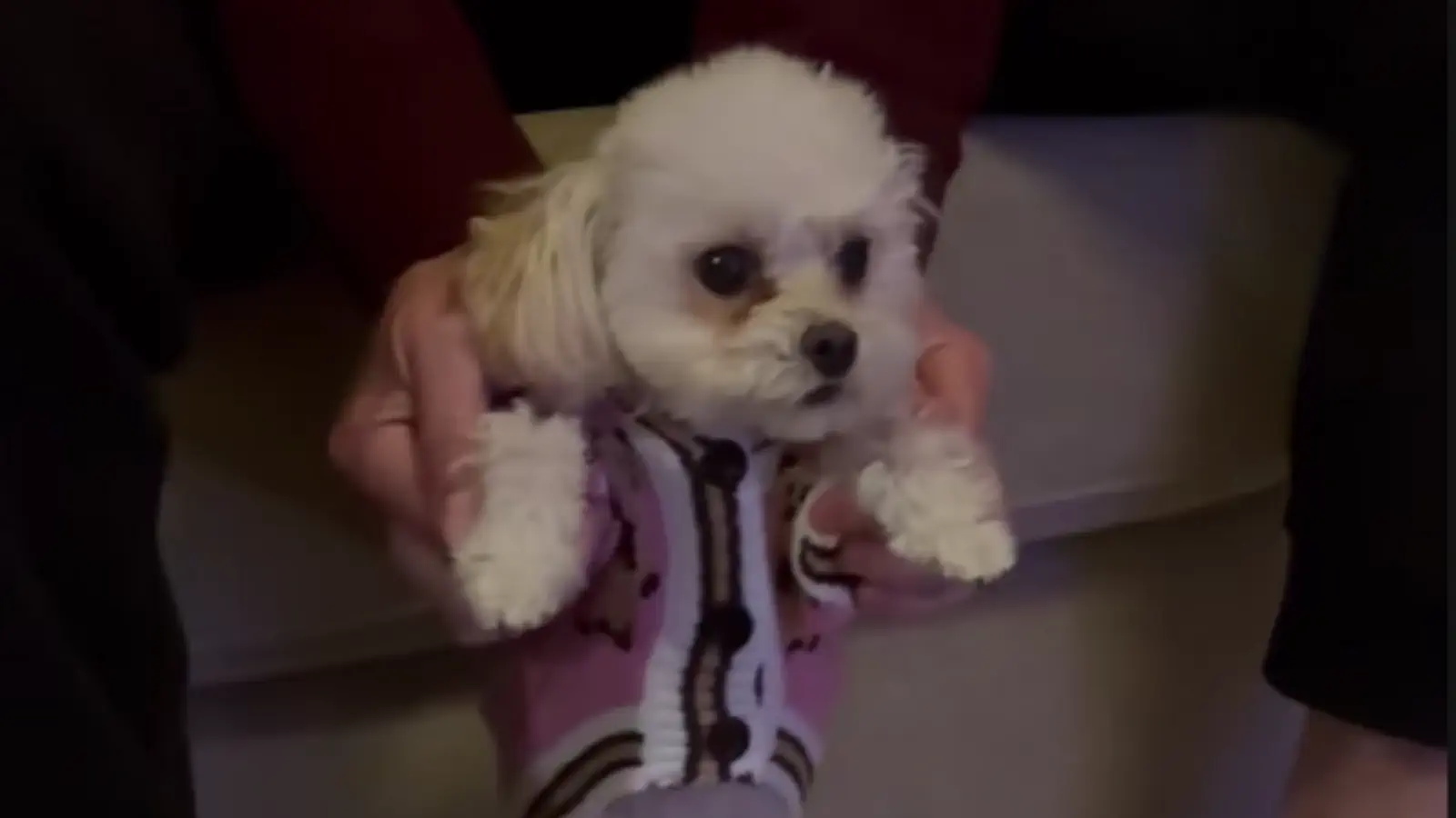 Навіть у найлютіший мороз пудель Покі виглядає як зірка мюзиклу ...